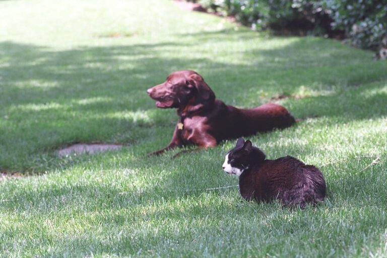 List of Presidents who owned dogs whilst in office